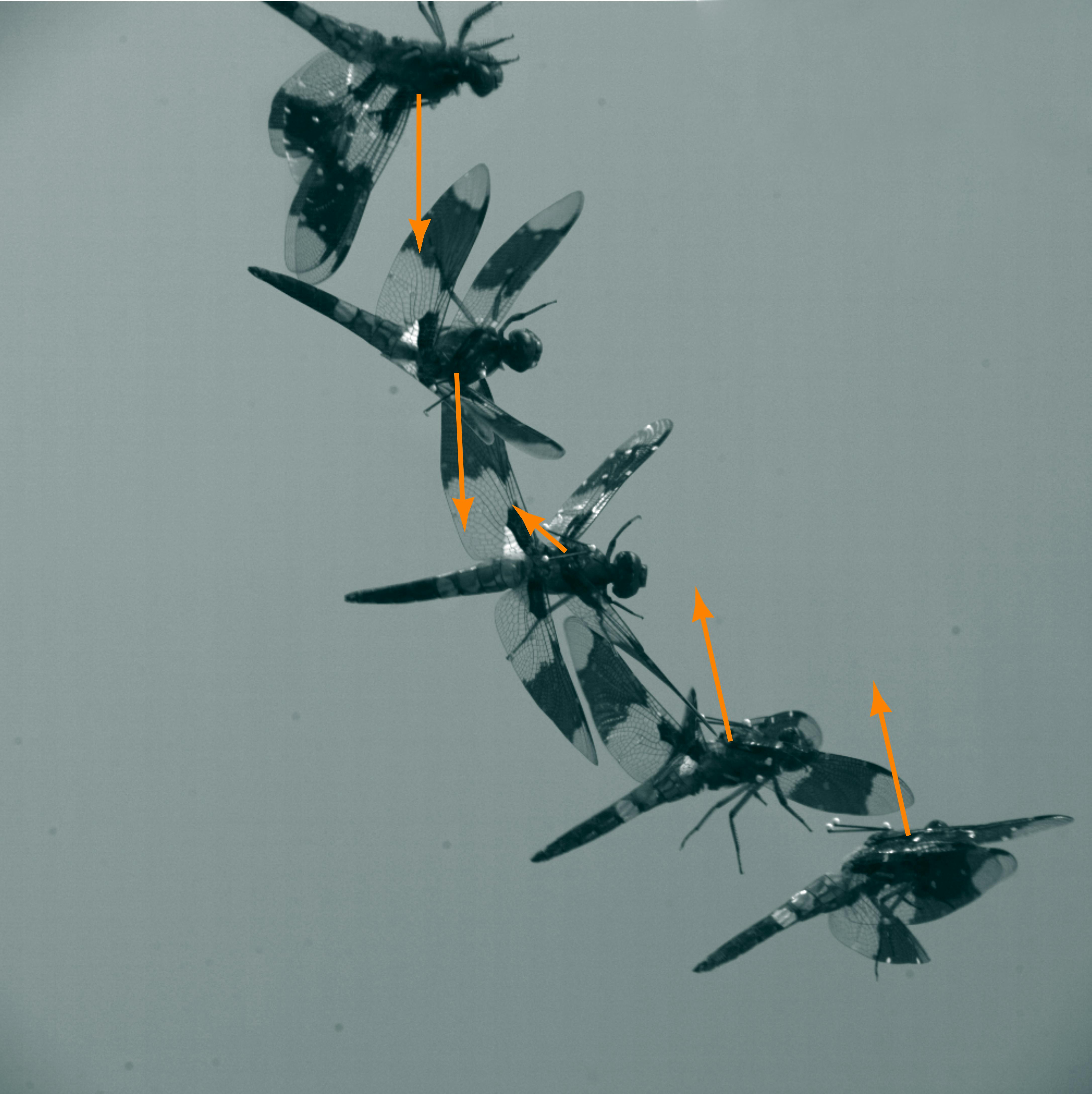 Nature’s Dance | Radcliffe Institute for Advanced Study at Harvard ...